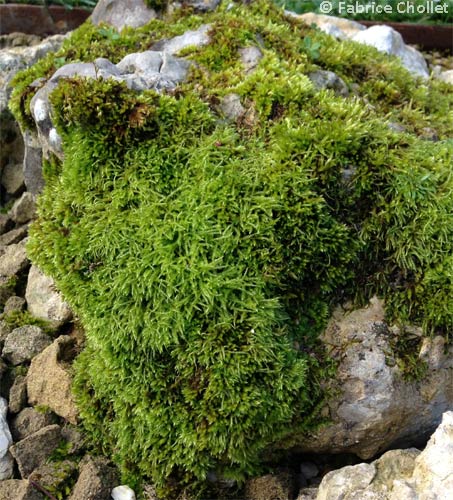 Les mousses – Plantes-ombre.fr