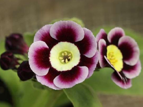 Barnhaven-Primroses, nouveautés 2025 : Primula auricula – Plantes-ombre.fr