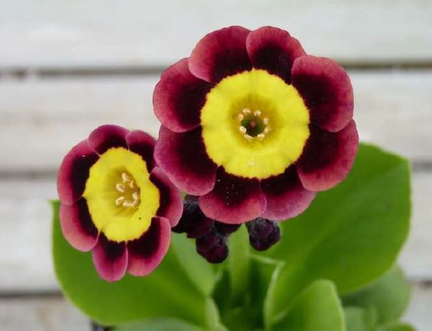 Barnhaven-Primroses, nouveautés 2025 : Primula auricula – Plantes-ombre.fr